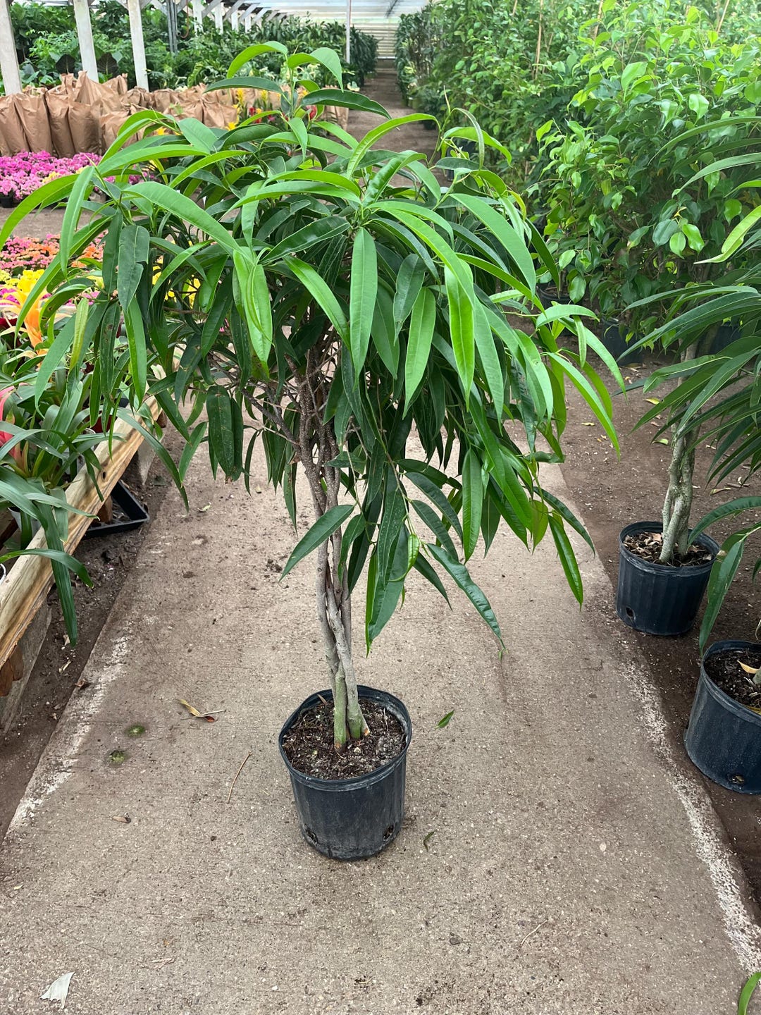 4-5 Ft Braided Ficus Maclellandii (common Name Alii Fig or Banana-leaf ...