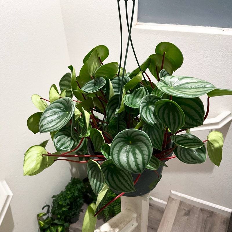 Peperomia Plant - Etsy