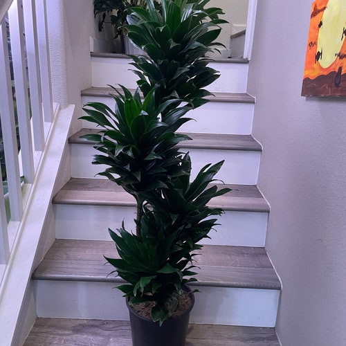 Dracaena Janet Craig Compacta Cane Plant in 2g Pot - Etsy