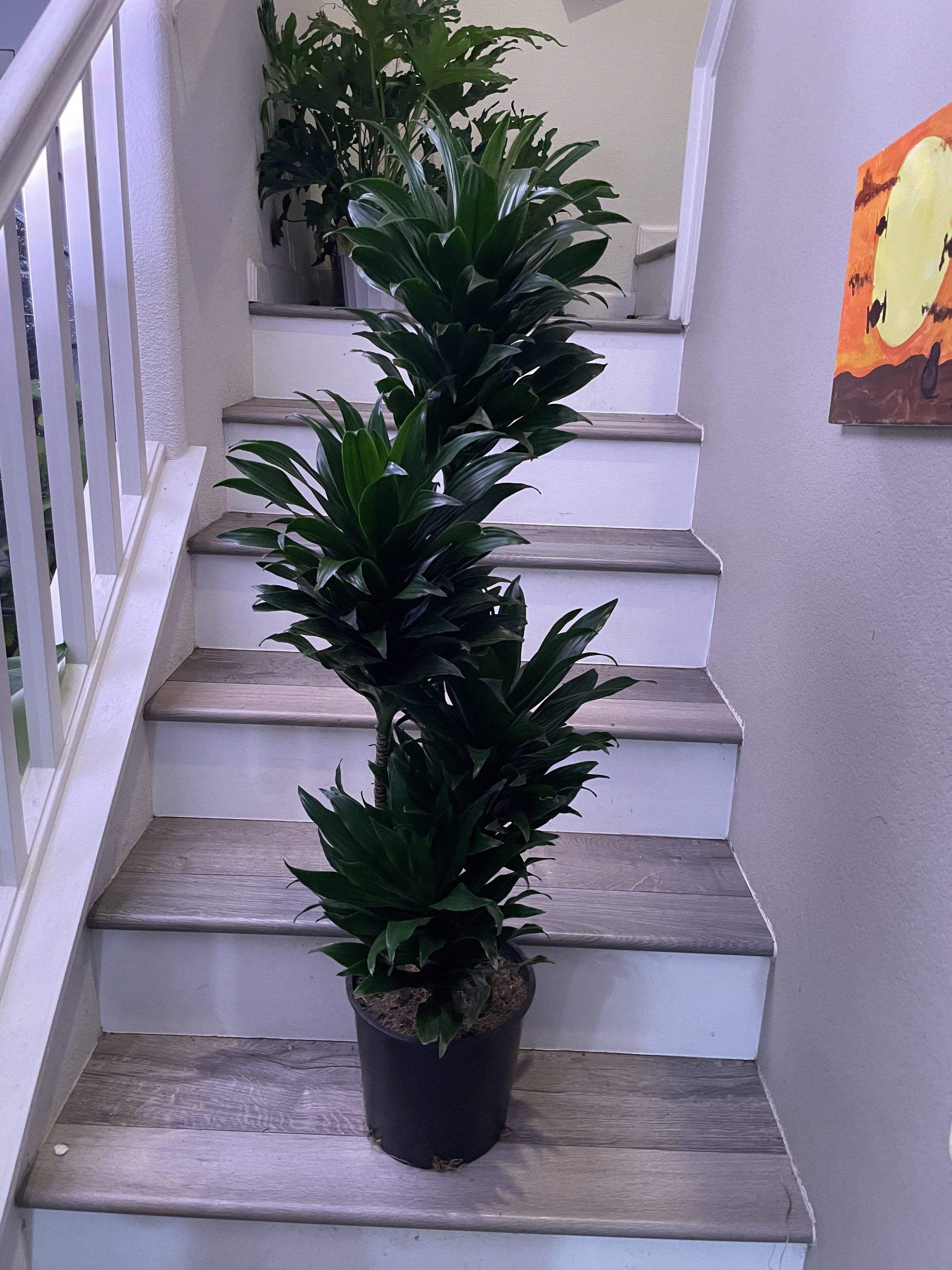 3 Ft - Janet Craig Compacta Dracaena-ships With Growers Pot-similar to ...