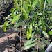 6 Inch Pot - String of Burrow Tails -easy Care Succulent - Etsy