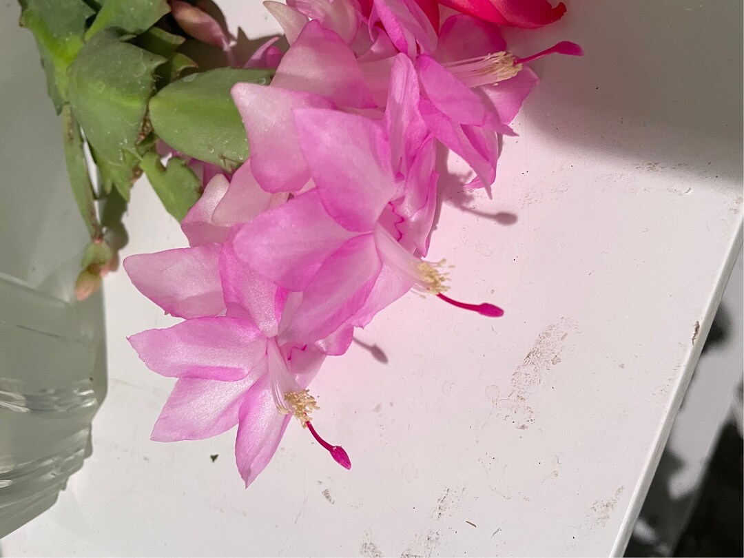 4 Inch Potted-light a Pink pandora thanksgiving Cactus Like Light Pink ...