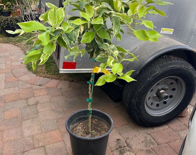 5 Gallon Grafted Sweet Lime -fruiting Size Shipping Restriction Read ...