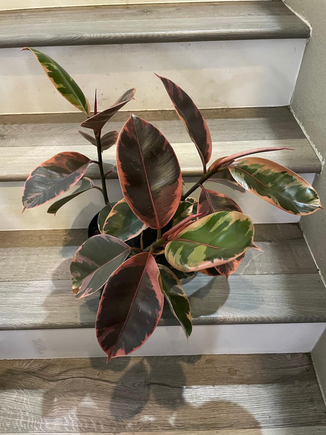 1ft to 2ft Ficus Variegated ficus Ruby - Etsy