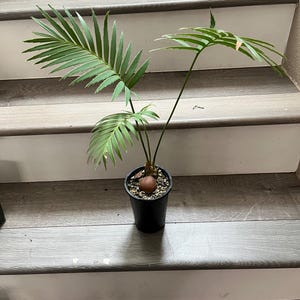 1ft Tall - Cycad Dioon Spinulis- Exact-hard to Find! Giant Mexican ...