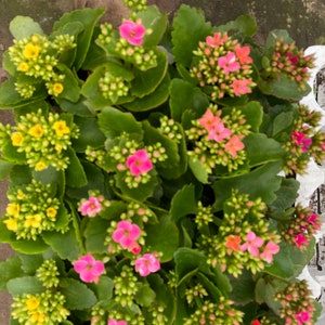 Kalanchoe Bundle Growers Choice- Single and Double Blooms - Pink, White ...