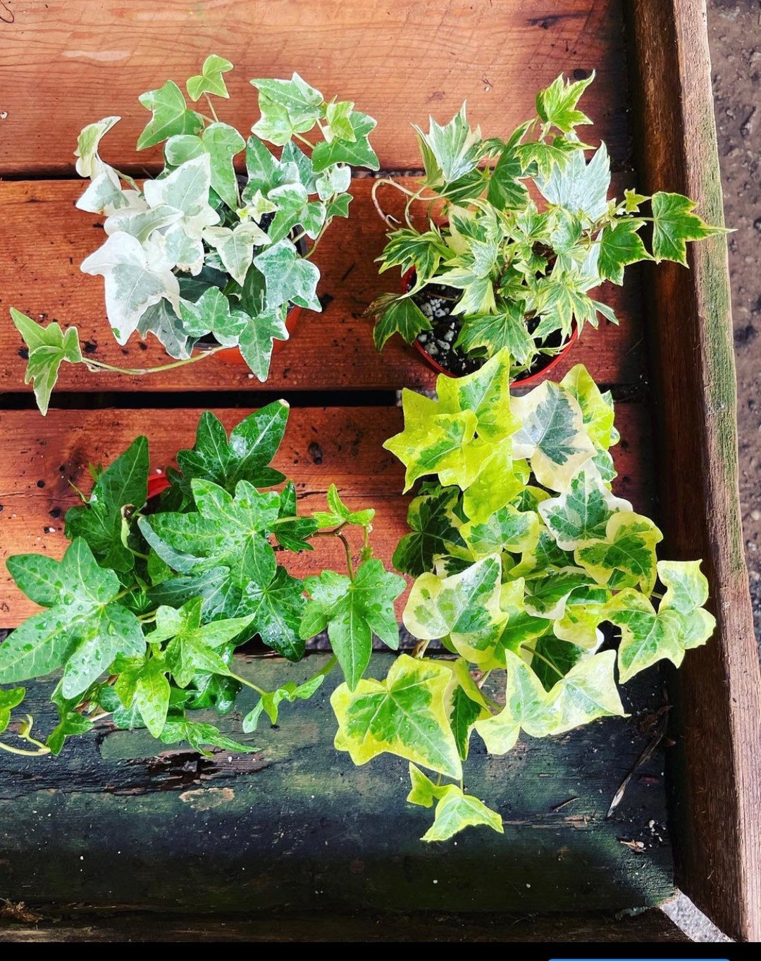 4 Inch Ivy Combination -english Yellow and White Variegated Ivy-hard to ...