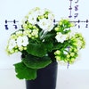 4 Inch Live Potted magenta Kalanchoe Kalandiva Double Blooms - Etsy