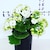 4 Inch Live Potted magenta Kalanchoe Kalandiva Double Blooms - Etsy