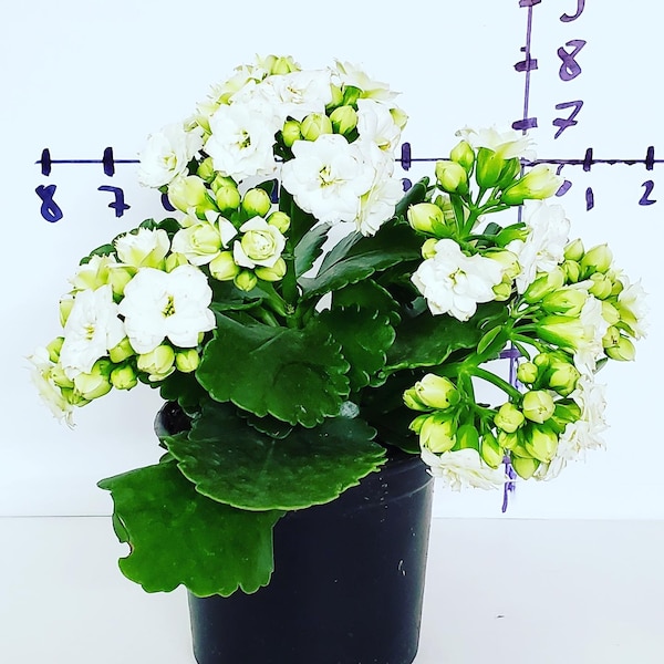 4 Inch Live Potted magenta Kalanchoe Kalandiva Double Blooms - Etsy