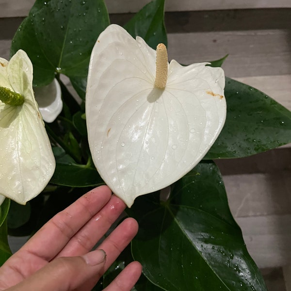 Large or Similar - Etsy