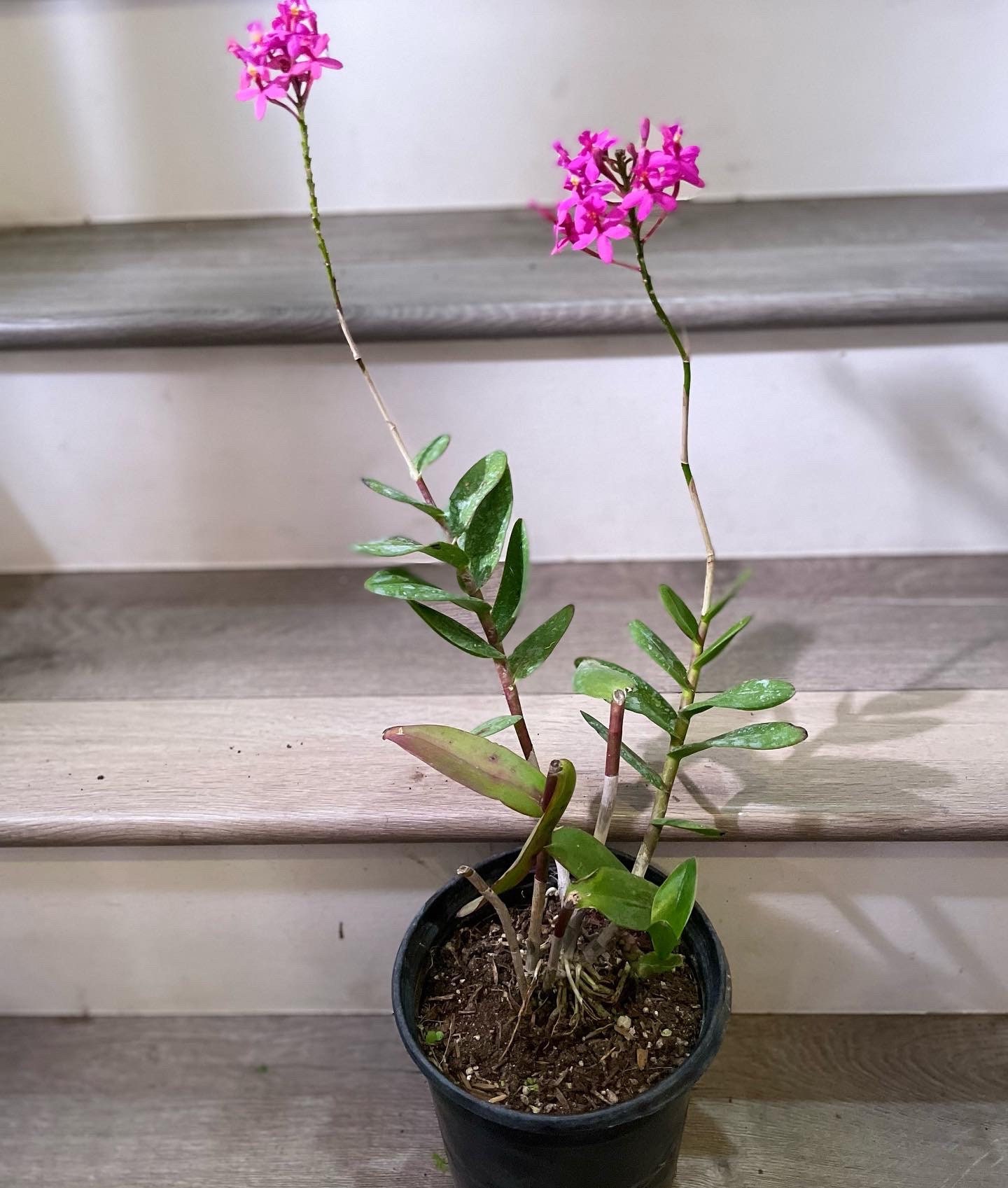 Potted Epidendrum Orchids