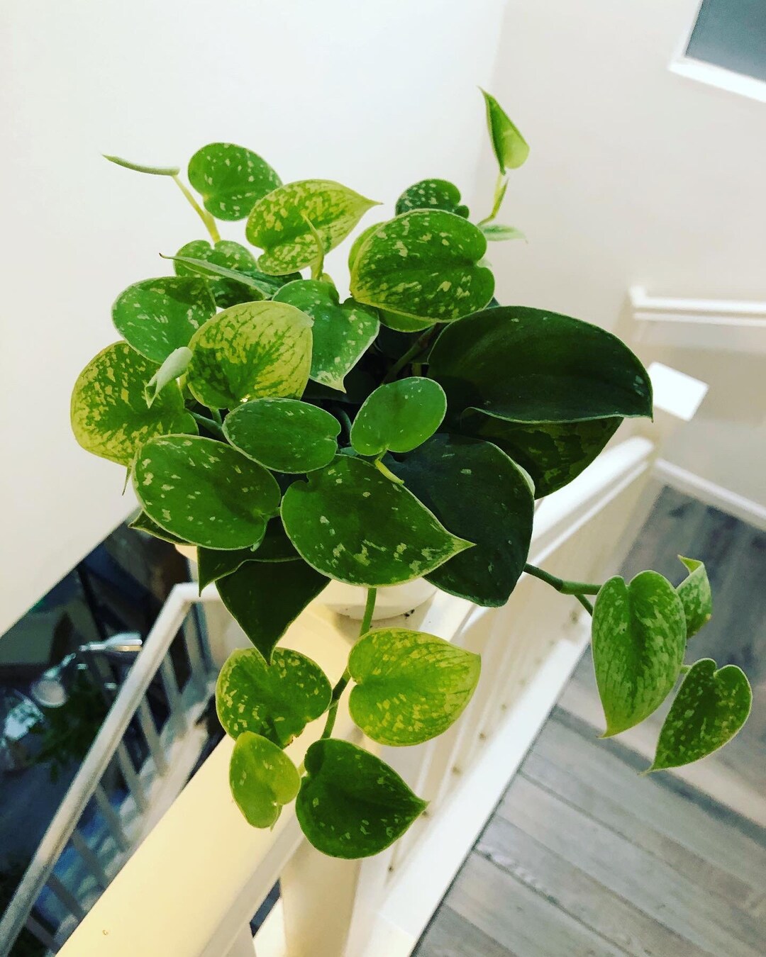 Large 4 Inch Pot pothos Silver Anne-scindapsus Pictus silvery Ann - Etsy