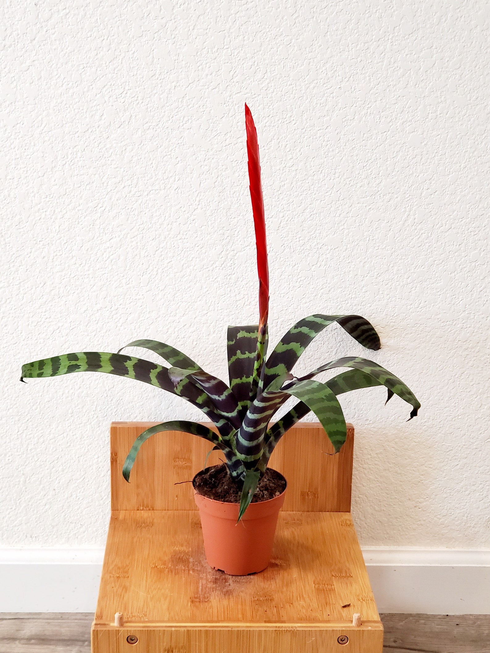 XL 1 to 2 Ft Tall -BROMELIAD –the Flaming Sword Plant (botanical Name ...