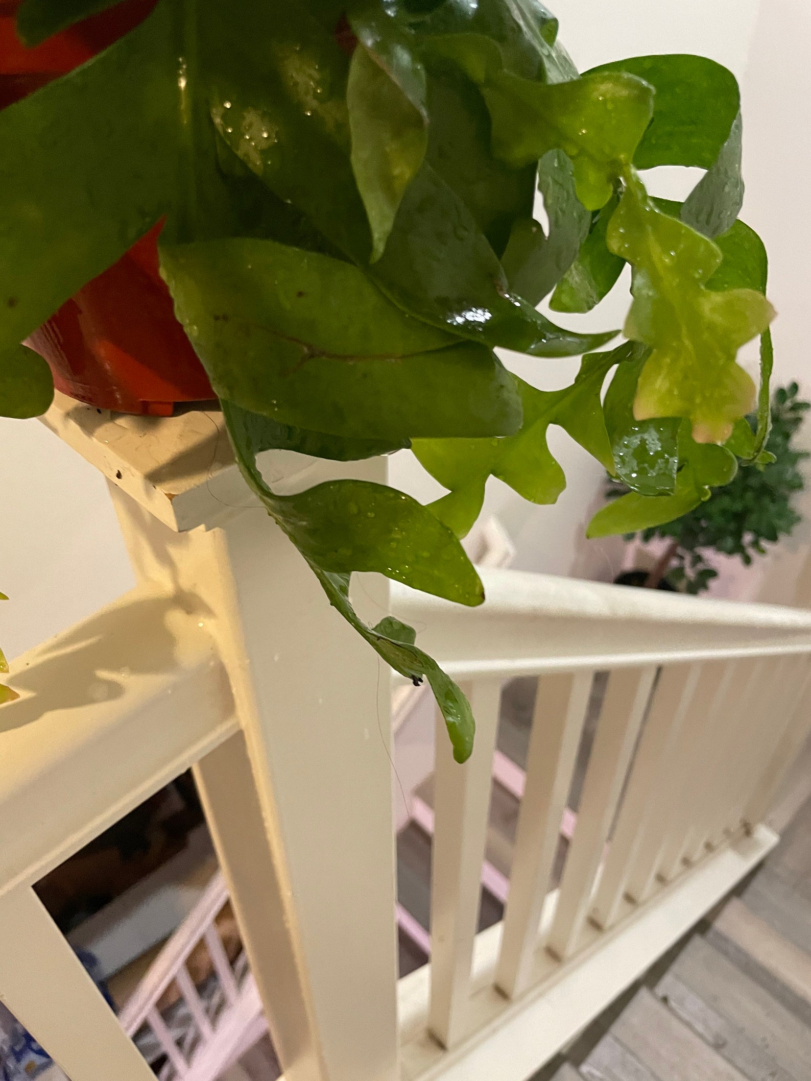 6" Pot -shark Fin -sharktooth Selenicereus -chrysocardium,fern Leaf ...