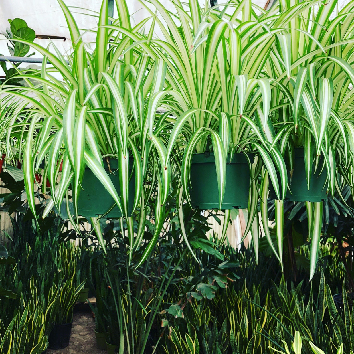 Home & Living 6” pot Extra Large Variegated Spider plants/ spider ...