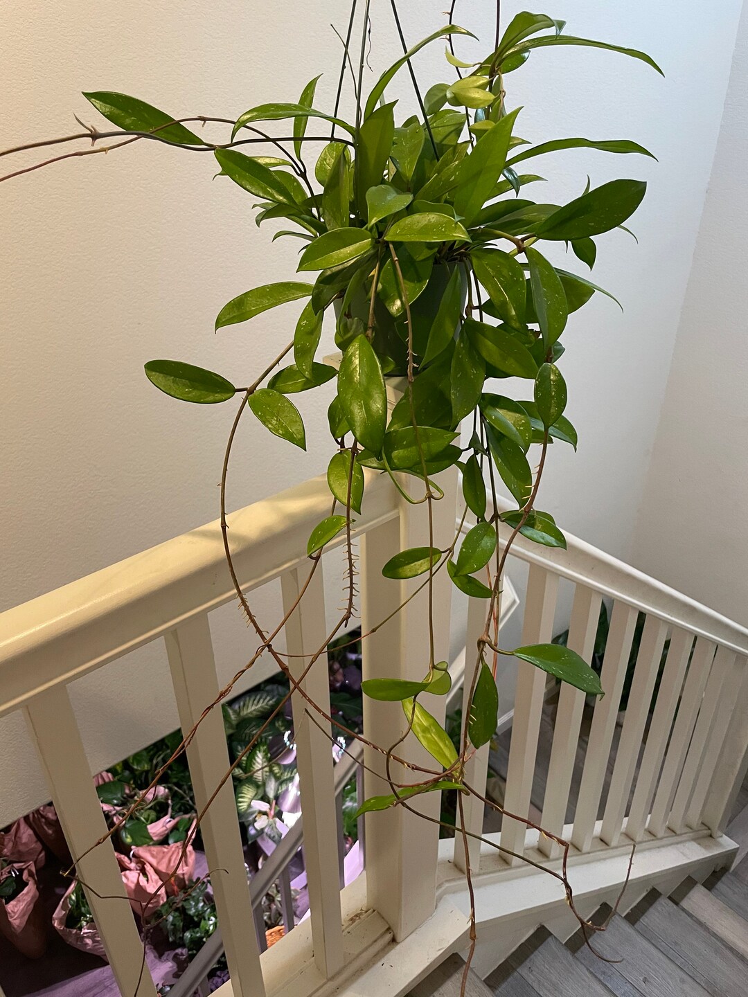 6 Inch Pots -1-2ft Trailing Hoya Publicalyx -similar to Picture Not ...