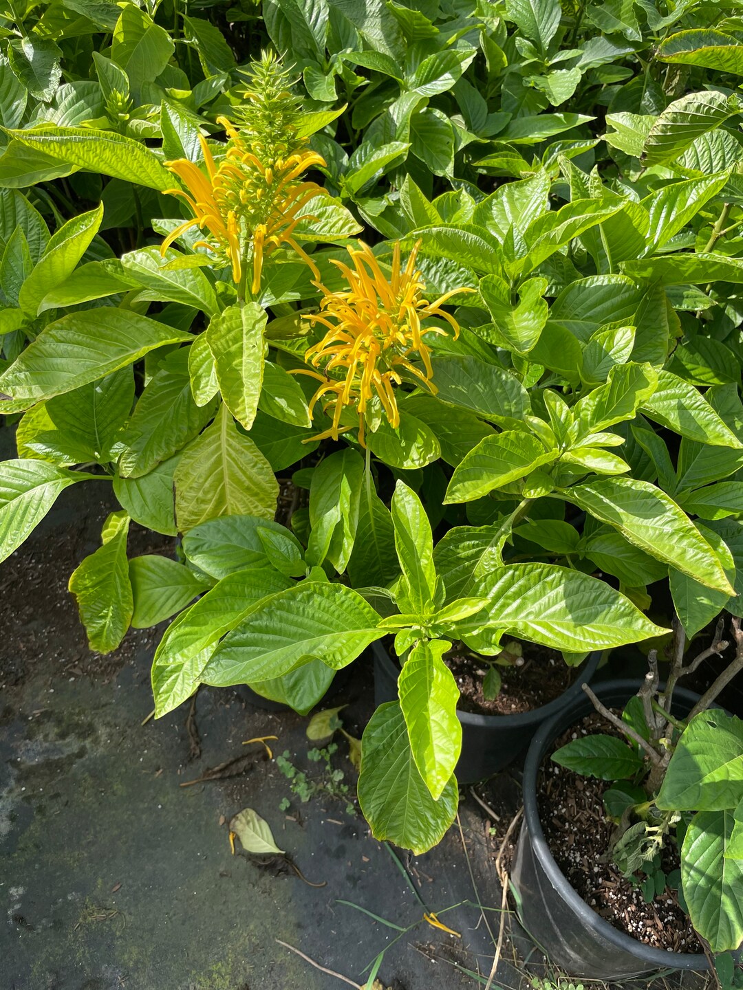 5 Gallon Pot -yellow Blooms - Justicia Aurea -justicia Aurea, the ...