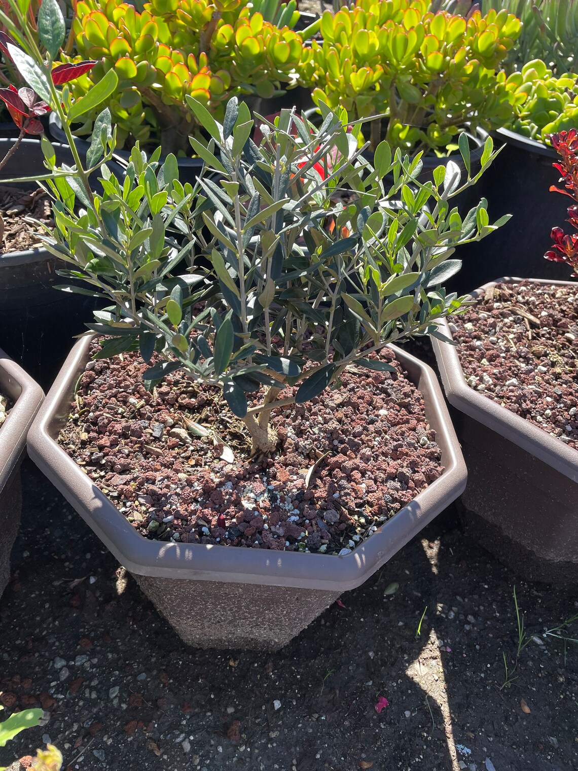 XL- True Dwarf Live Olive Tree -ships in Griwers Pot-indoors/outdoors ...