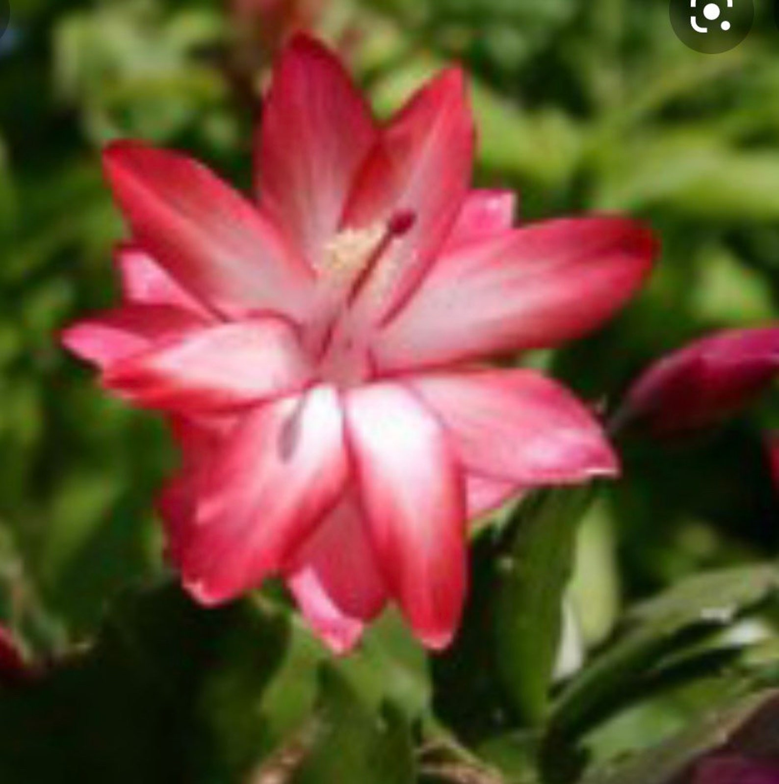 XXL * Inch Potted-thanksgiving Cactus Schlumbergera Truncata -red ...