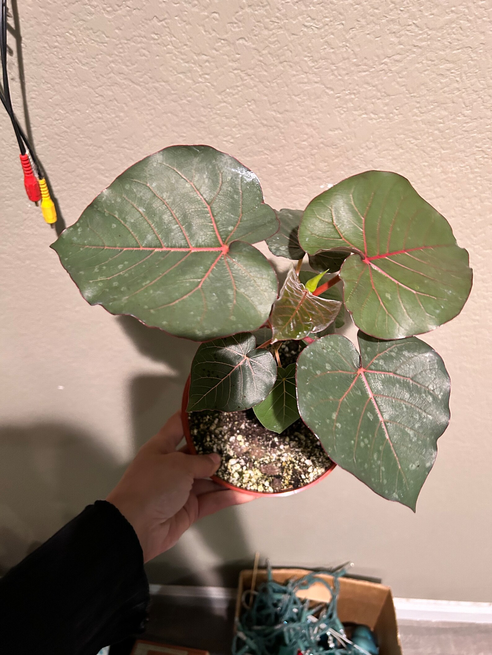 6 Inch Pot Ficus Petiolaris-rock Fig - Caudex- Similar to Photo Not ...
