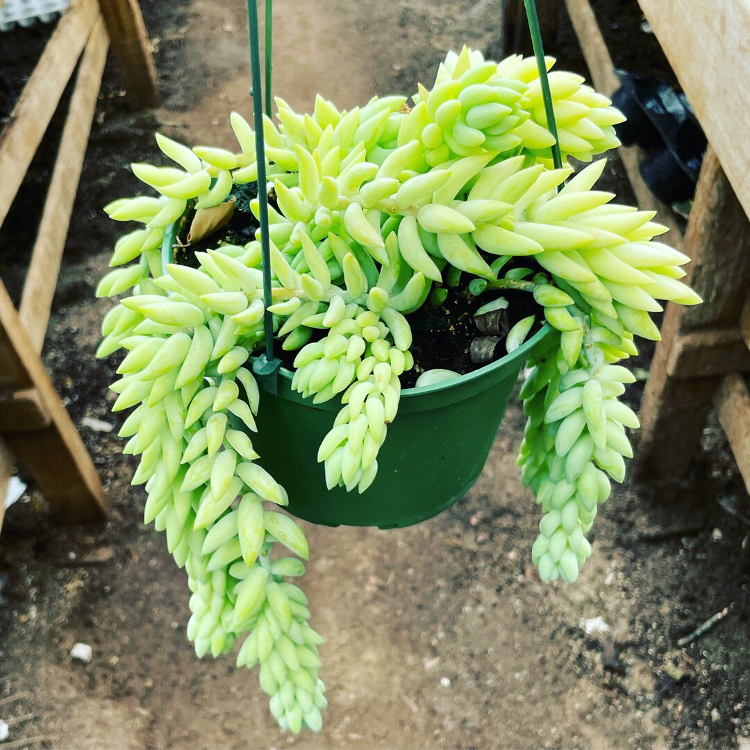 6 Inch Pot - String of Burrow Tails -easy Care Succulent-hard to Find ...