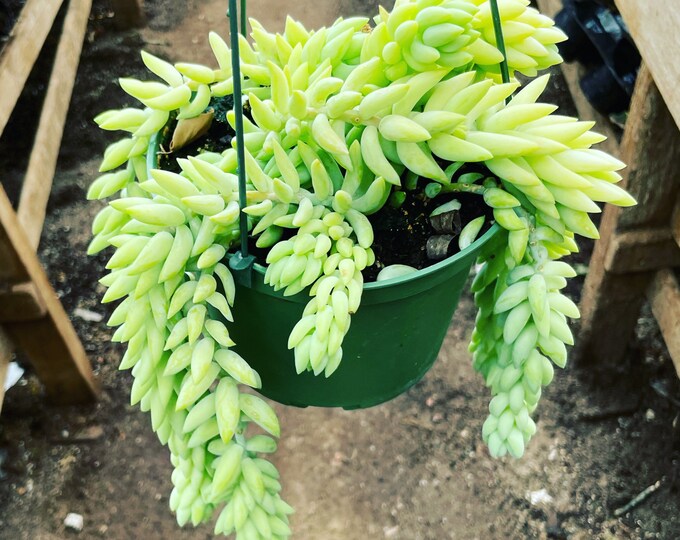 6 Inch Pot - String of Burrow Tails -easy Care Succulent-hard to Find ...
