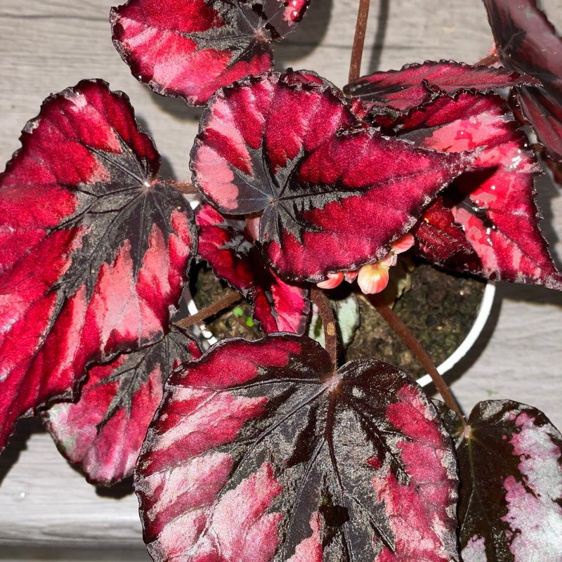 Rex Begonia - Etsy