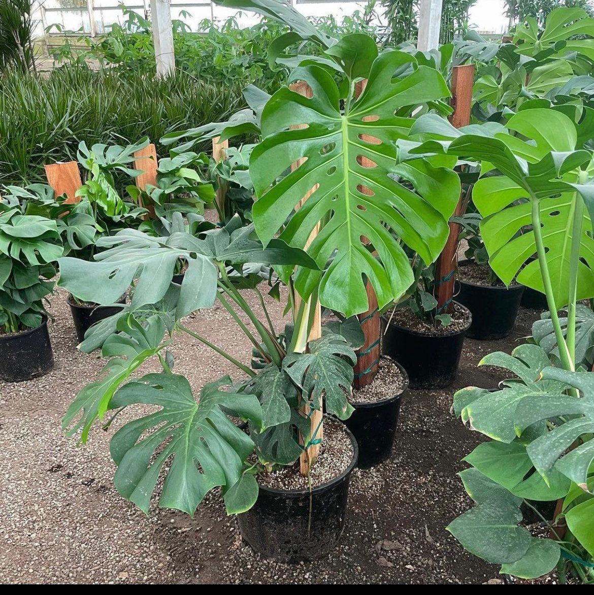 6 Inch Pot giant Monstera Deliciosa can Fruit When Mature - Etsy