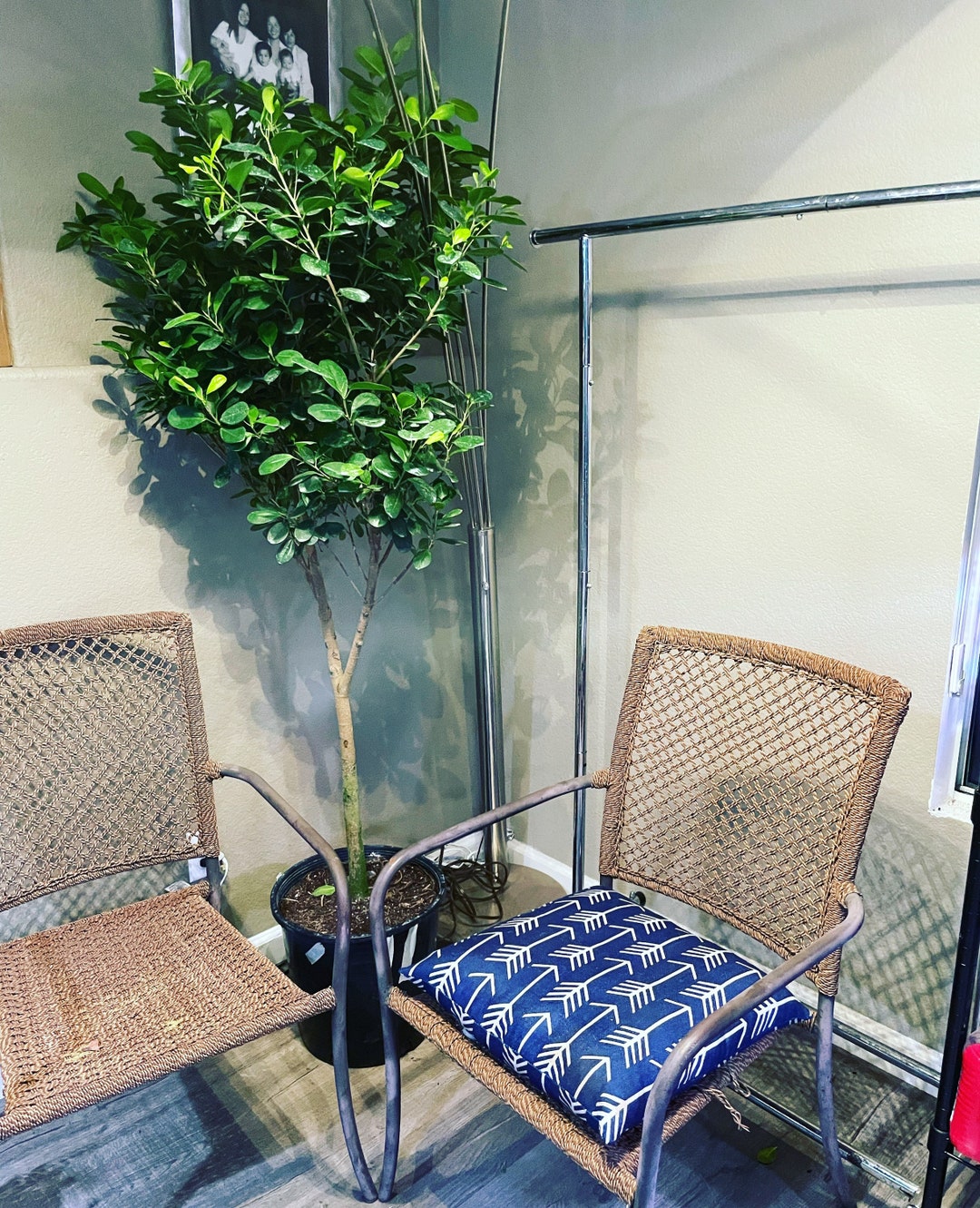 XXL - 6ft Tall -ficus Moclame in 14 Inch Pot , Standard Tree Form With ...