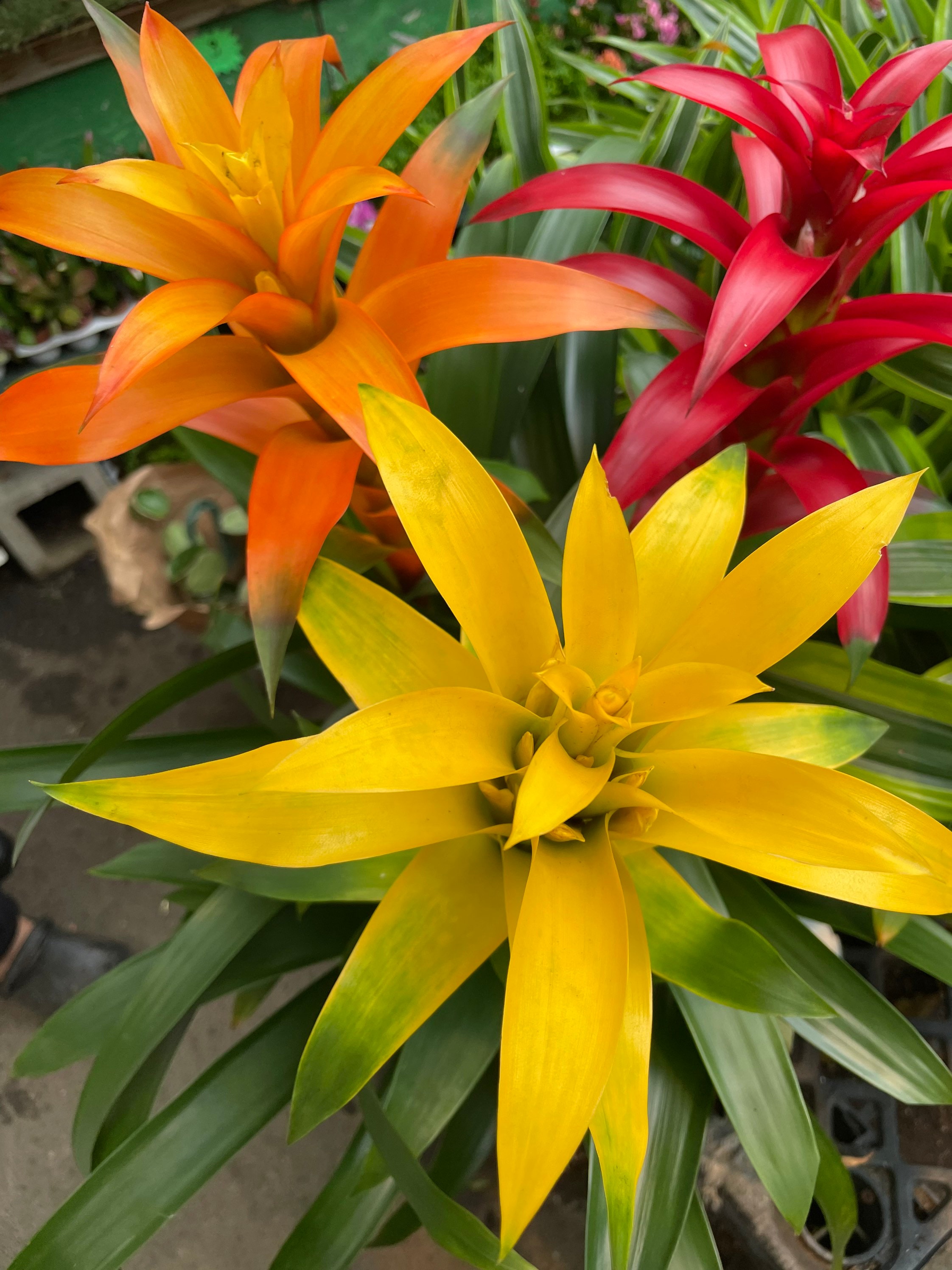 XL -multi Colored Bromeliad Planter- Easy Care-brightens Any Dull ...
