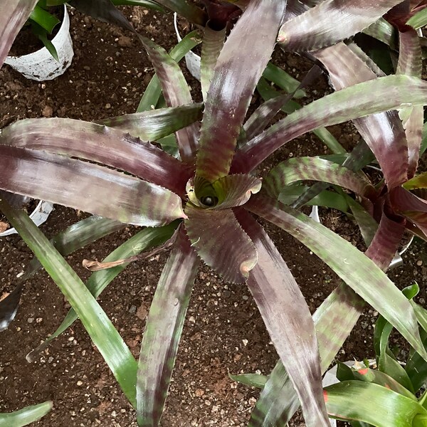 Neoregelia - Etsy