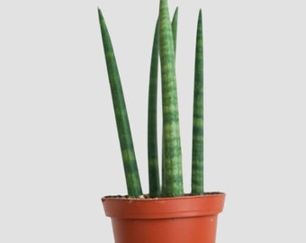Sansevieria Cylindrica Straight | 4 Inch | Dragon Fingers | Snake Plant ...