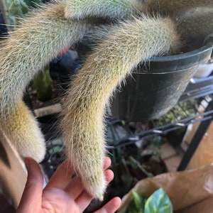 XXL Trailing 8 Inch Potted Monkey Tail Not exact Plant Blooming Size - Etsy