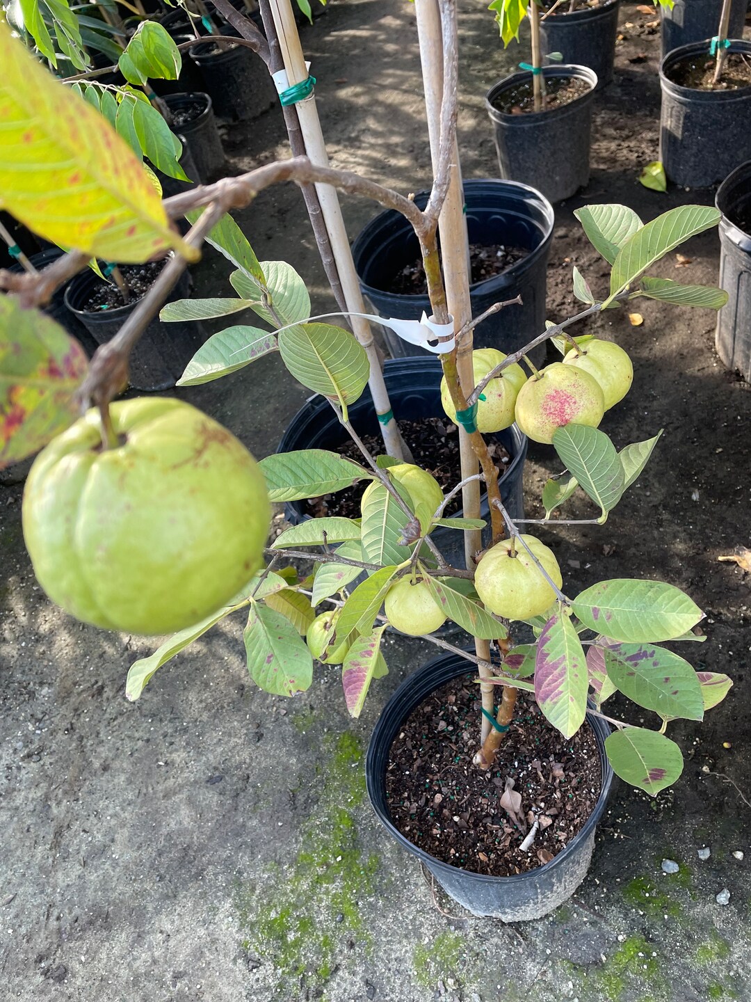 4-5 Ft Tall White Thai Guava -bangkok Guava- Photos Are Sample of the ...