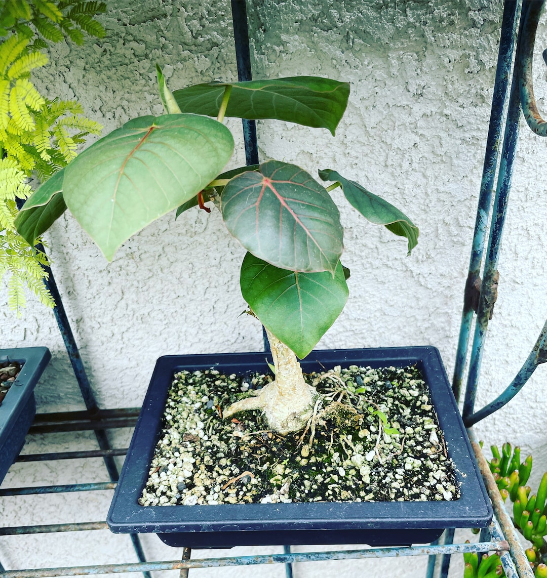 Large Caudex- Ficus Petiolaris-rock Fig -great for Bonsai -pot Not ...