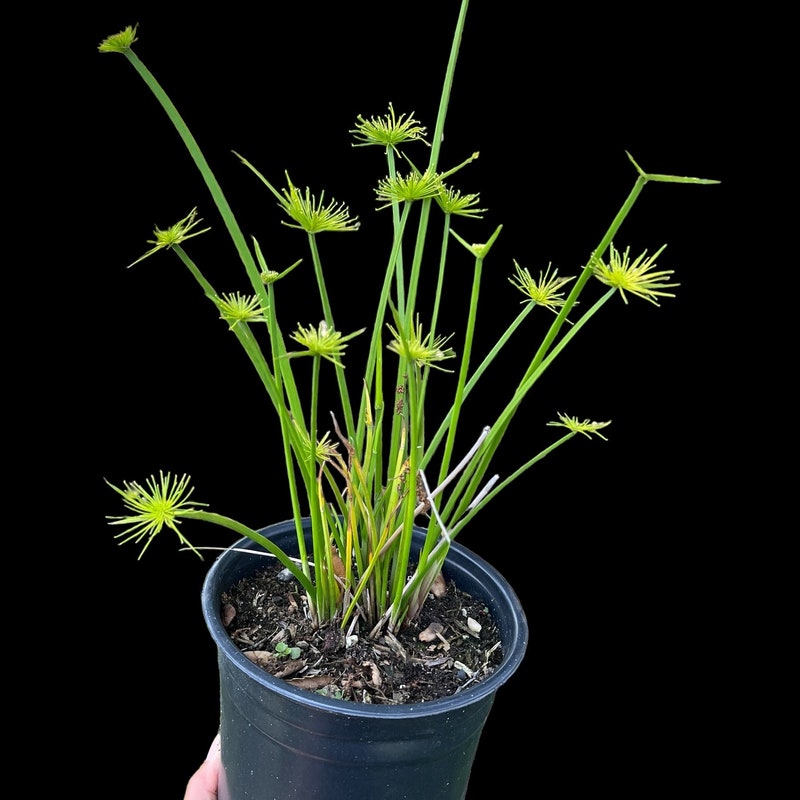 Dwarf Papyrus - Etsy