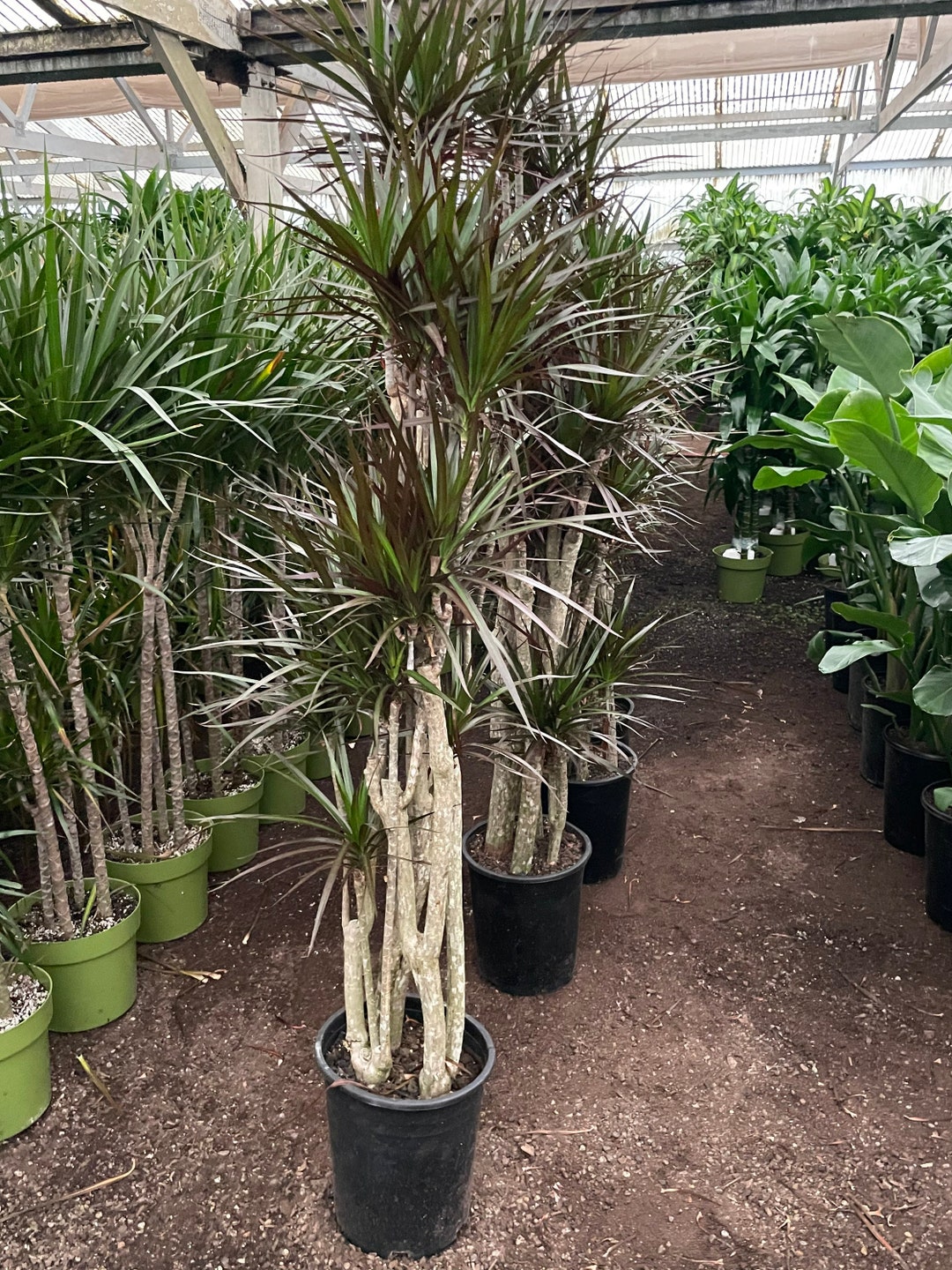 XXL -ft -5to 6 Ft - Dracaena Stump-madagascar Dragon Tree-indoor or ...