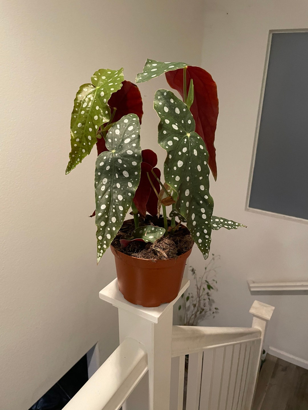 6 Inch Potted Live Plant -begonia Maculata-begonia Wightii |spotted ...