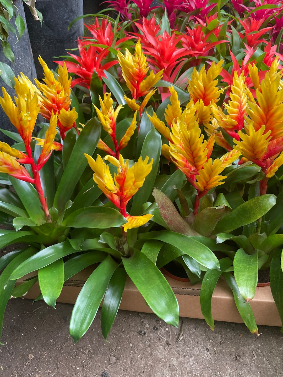 Bromeliad Yellow -easy Care Keep Water in Flower Cup! Approximately 1 ...