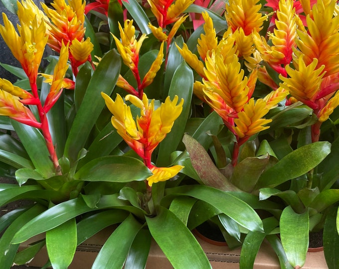 Bromeliad Yellow -easy Care Keep Water in Flower Cup! Approximately 1 ...
