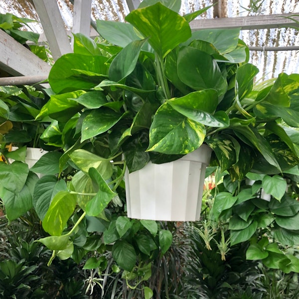 Golden Pothos - Etsy