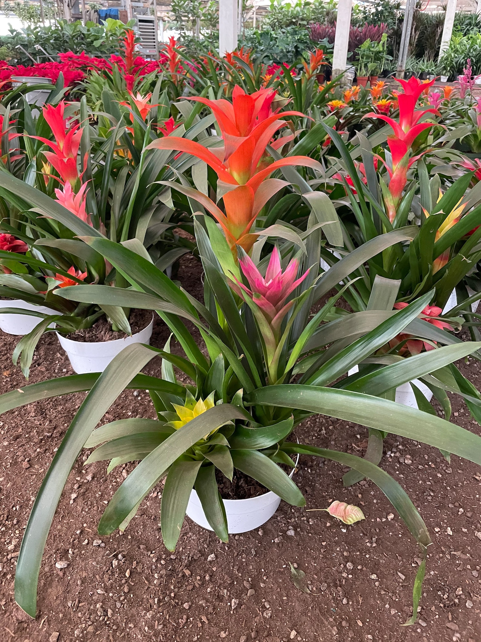 XL -multi Colored Bromeliad Planter- Easy Care-brightens Any Dull ...