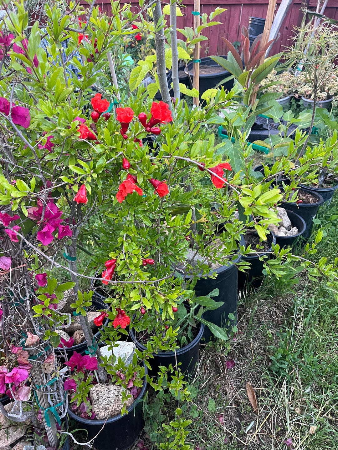 4-5 Ft Tall Pomegranate Tree - Wonderful - Large Red Sweet Fruit ...