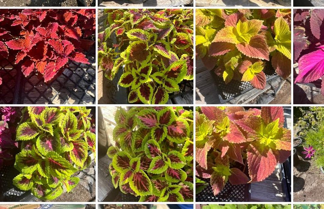 3 Pack 4 Inch Coleus Collectors Bundle -alabama Sunset-zones 10-11 ...