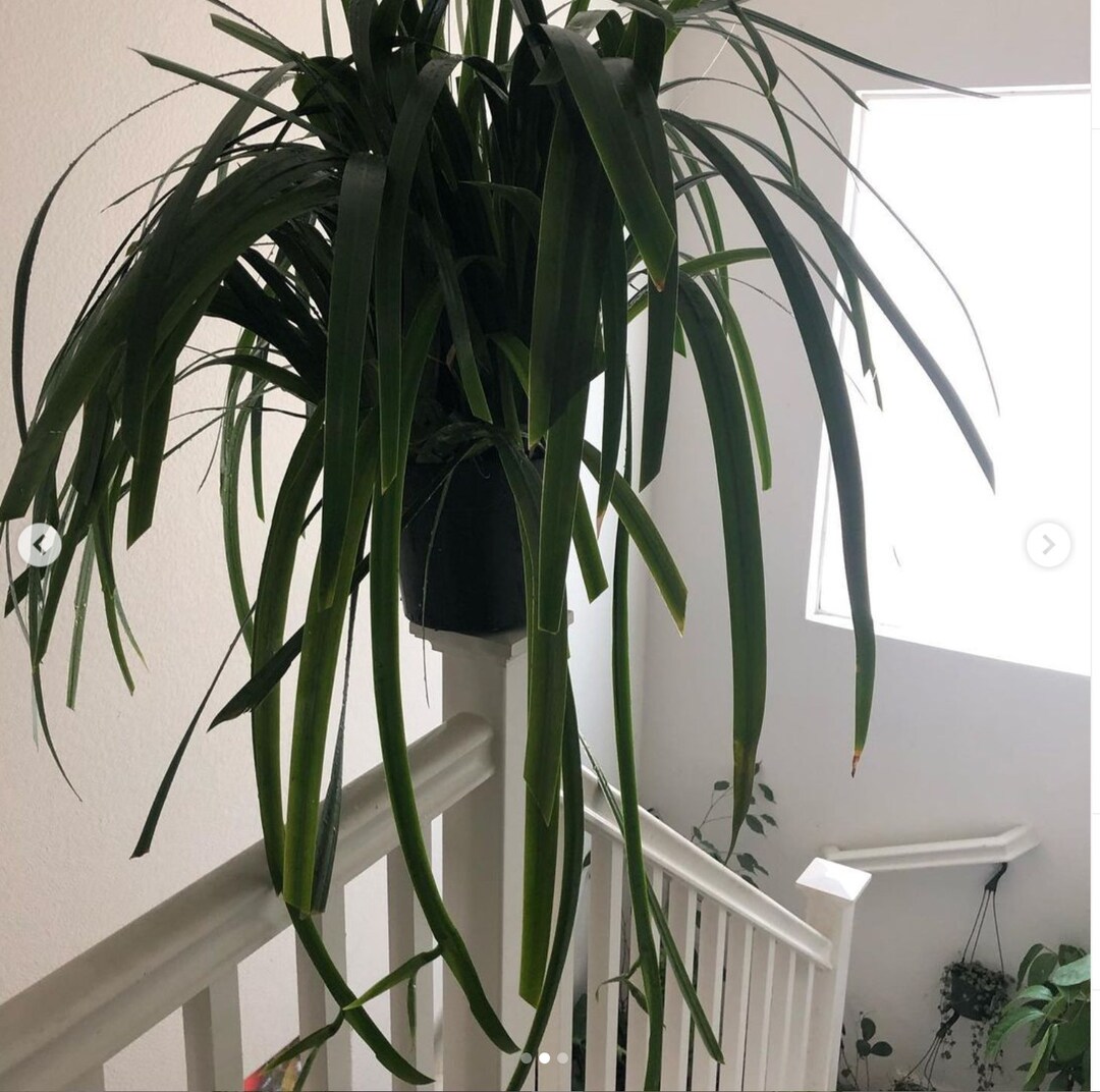 RARE- Hard to Find This Size-xl Trailing - 1.5-2ft Wide Louisiana White ...
