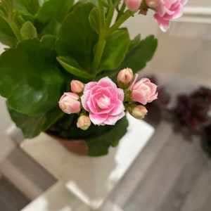 4 Inch Live Potted -light Pink Kalanchoe Calandiva - Double Blooms-rare ...