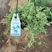 6 Inch Pot String of Burrow Tails easy Care Succulent - Etsy