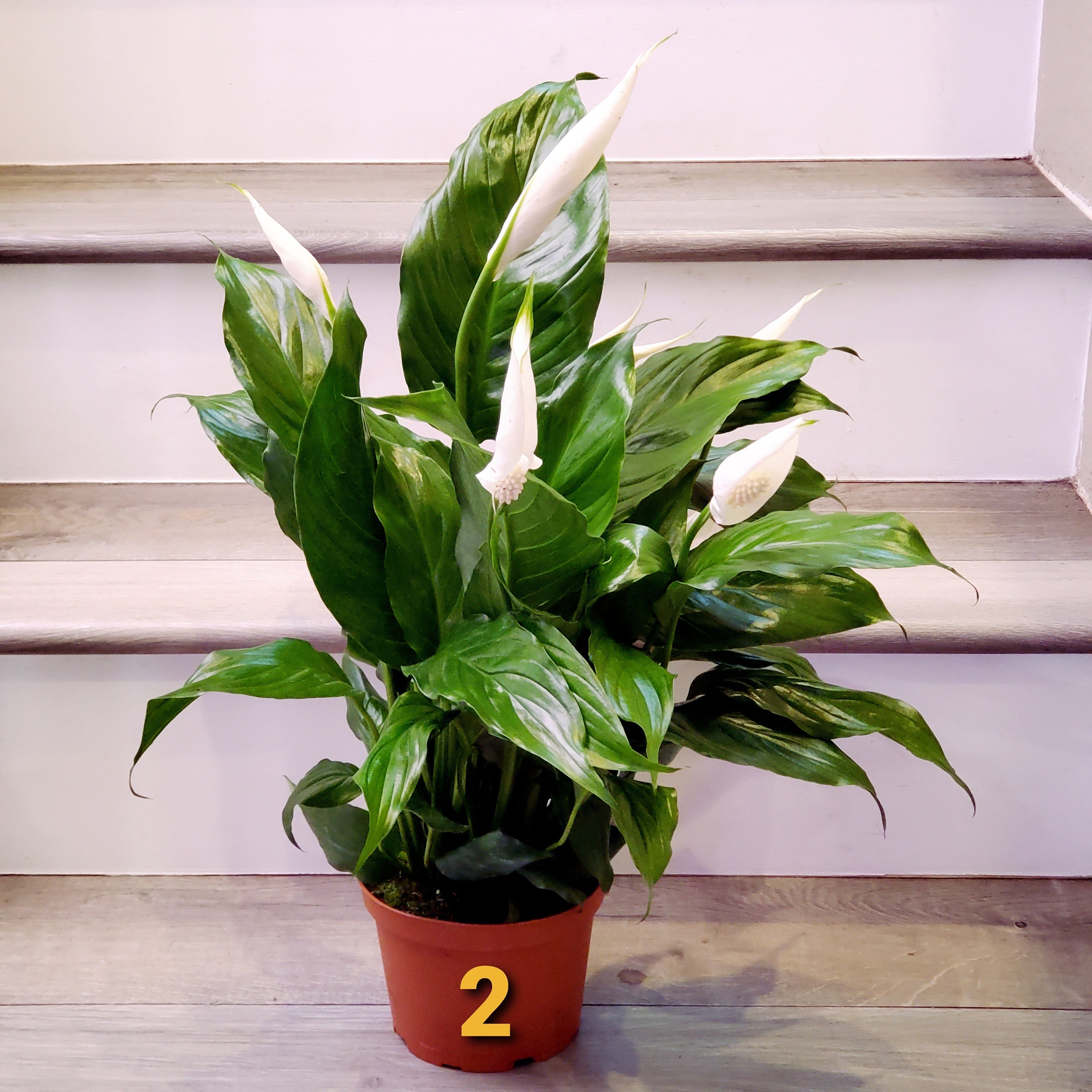 Spathiphyllum Peace Lily Live Indoor air purifying plant-6 | Etsy Spathiphyllum Peace Lily Live Indoor air purifying plant-6 | Etsy