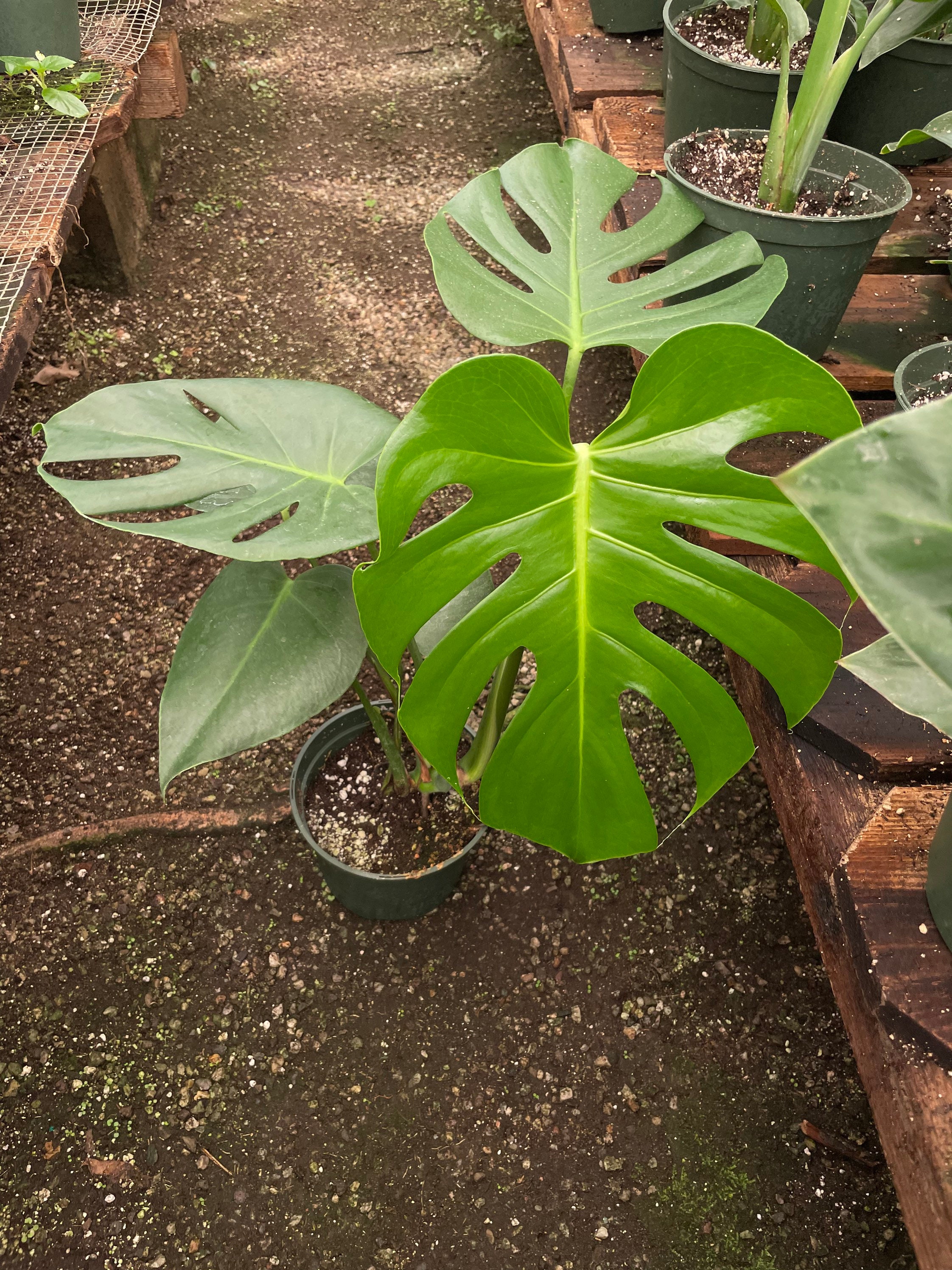 6 Inch Pot -giant Monstera Deliciosa -can Fruit When Mature and is ...